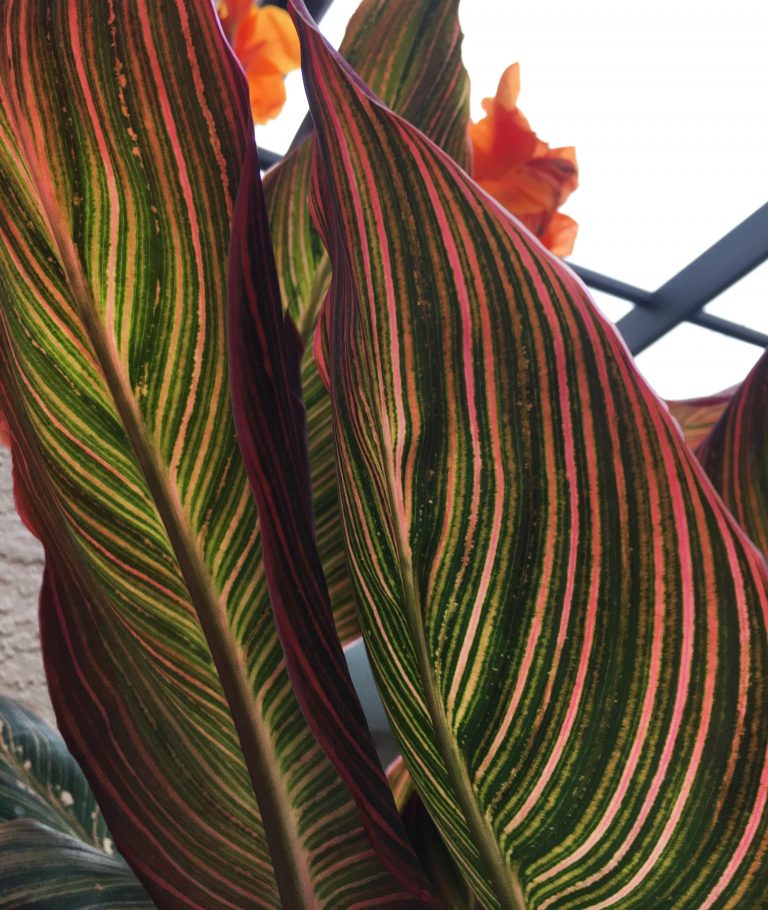 🌱 How to Grow and care for Canna Rhizomes 🌱 - Seed Pantry Blog