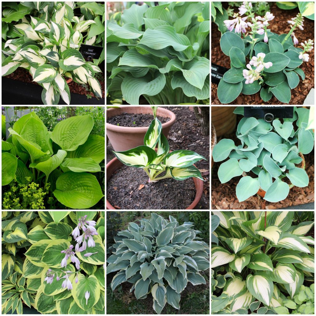 A Seed Pantry Guide To Growing Hosta Plants - Seed Pantry Blog