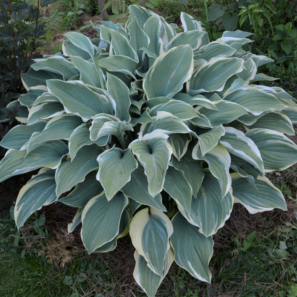 A Seed Pantry Guide To Growing Hosta Plants – Seed Pantry Blog
