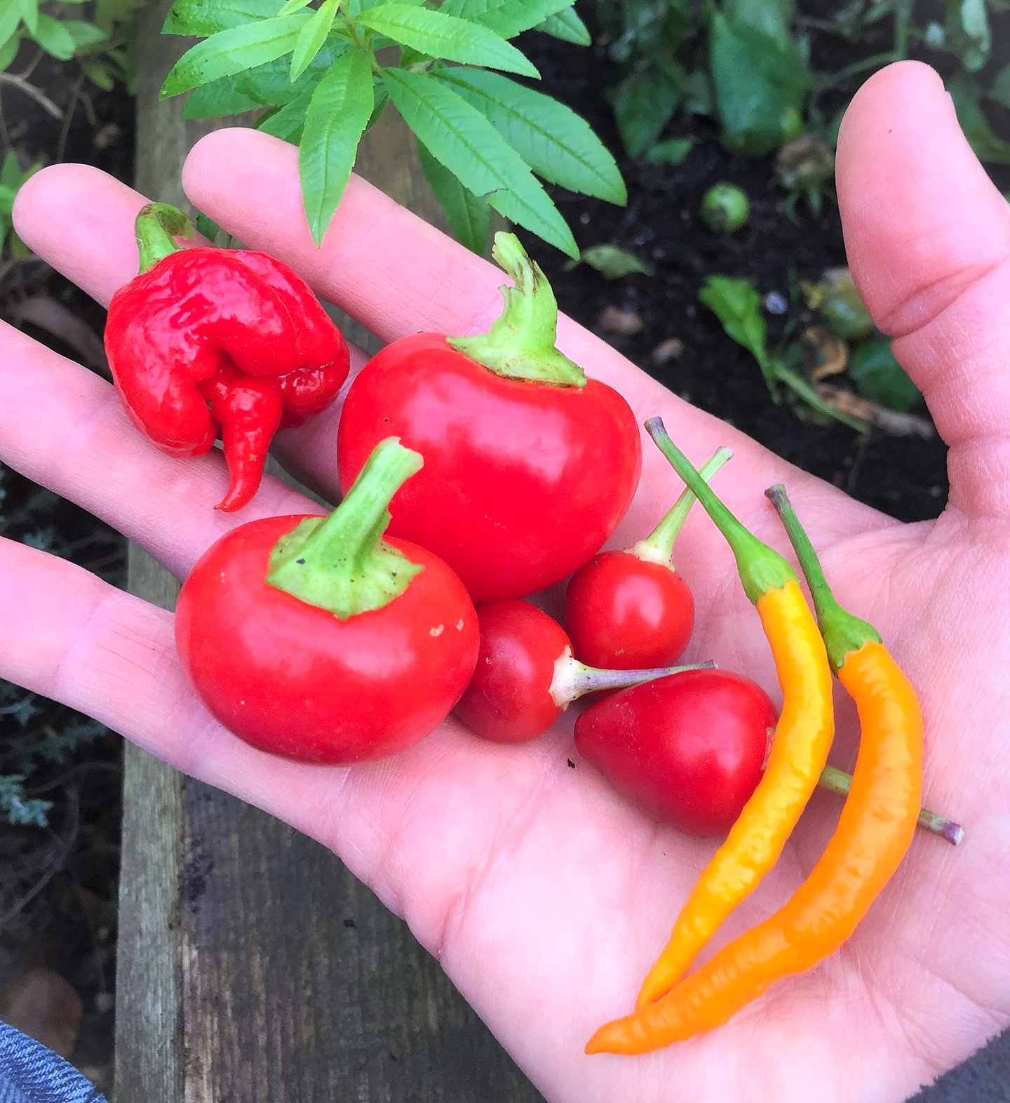 Home Gardening Tasks and Tips For Summer - Seed Pantry Blog