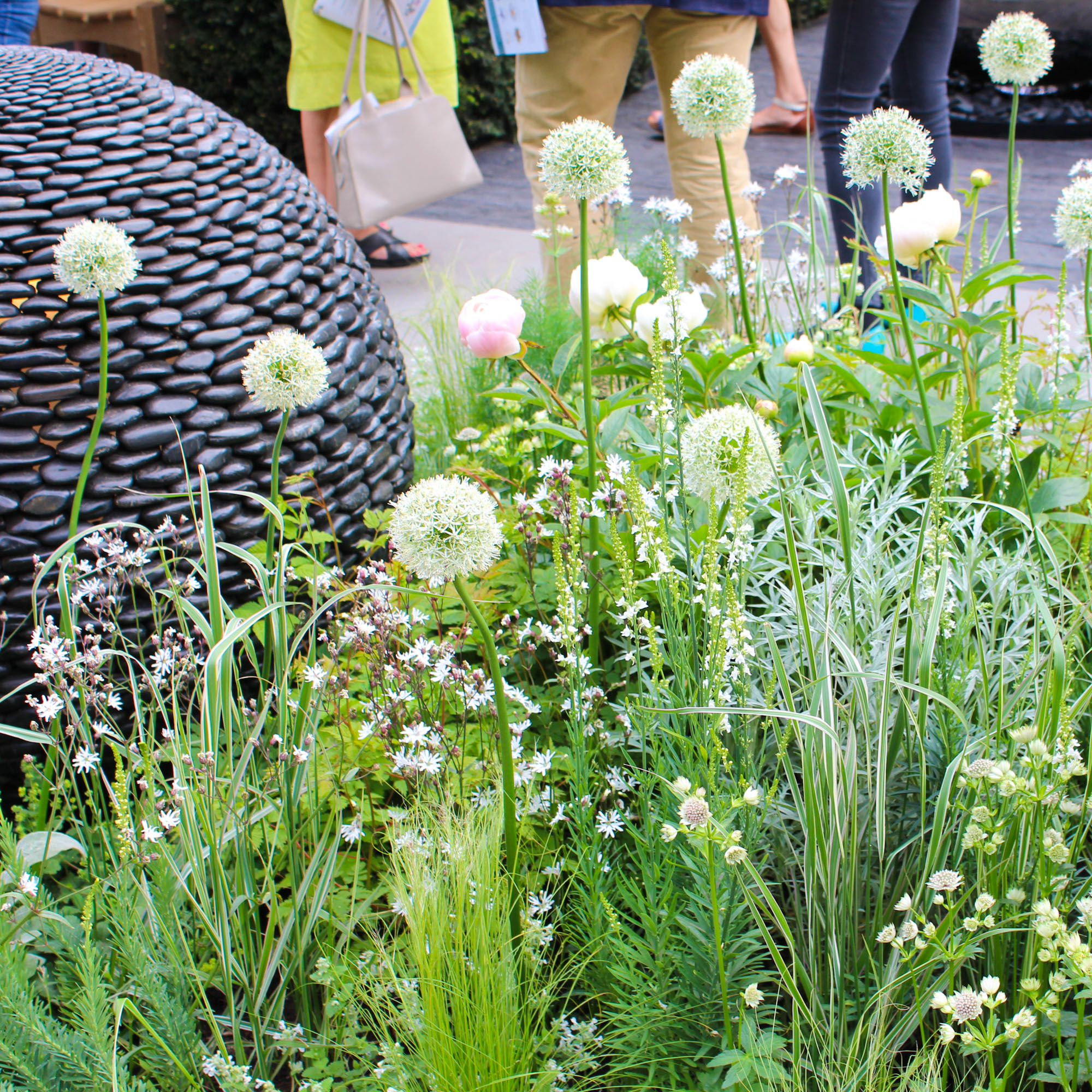 How To Plant And Grow Alliums - Seed Pantry Blog