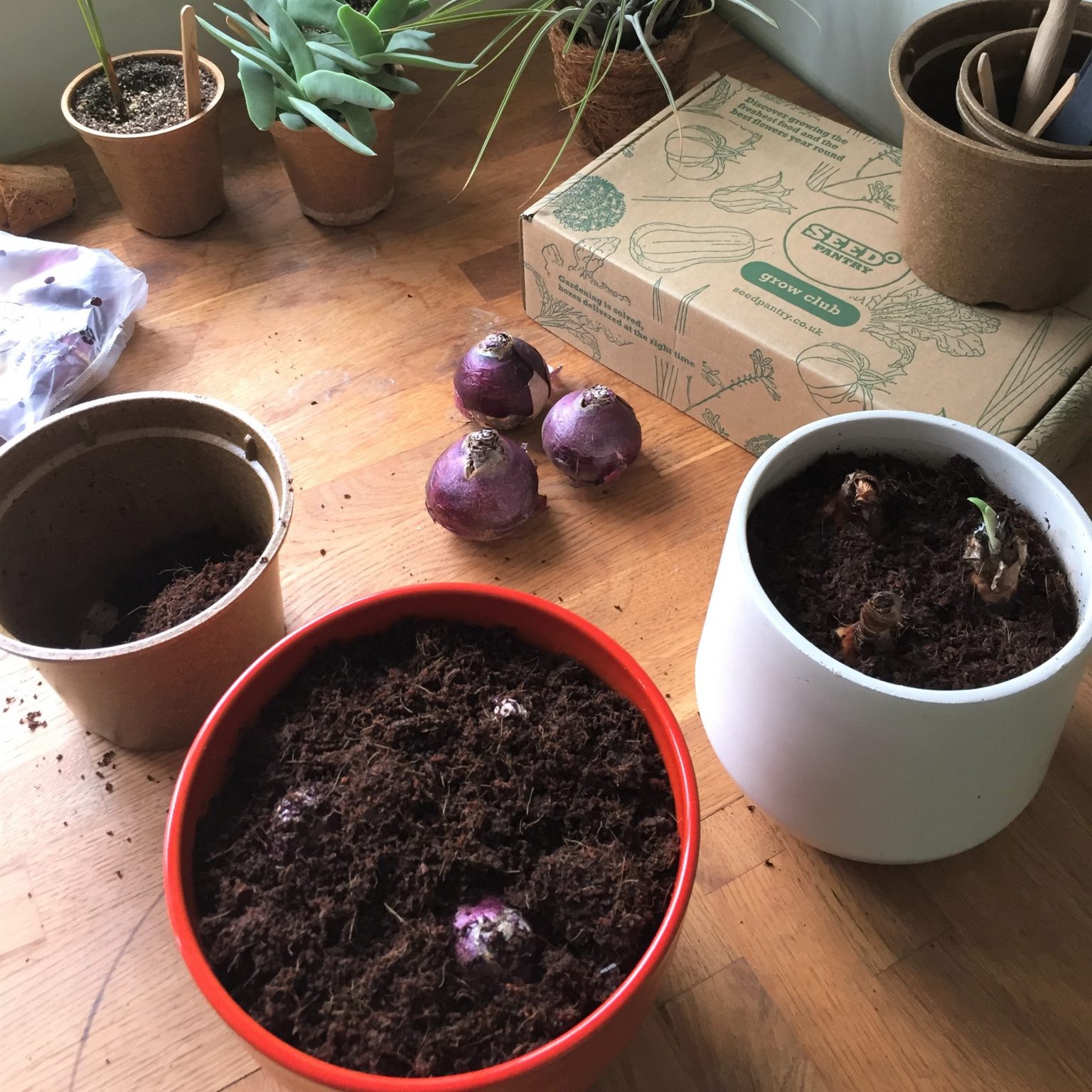 A Seed Pantry Guide to Growing Flower Bulbs Indoors - Seed Pantry Blog
