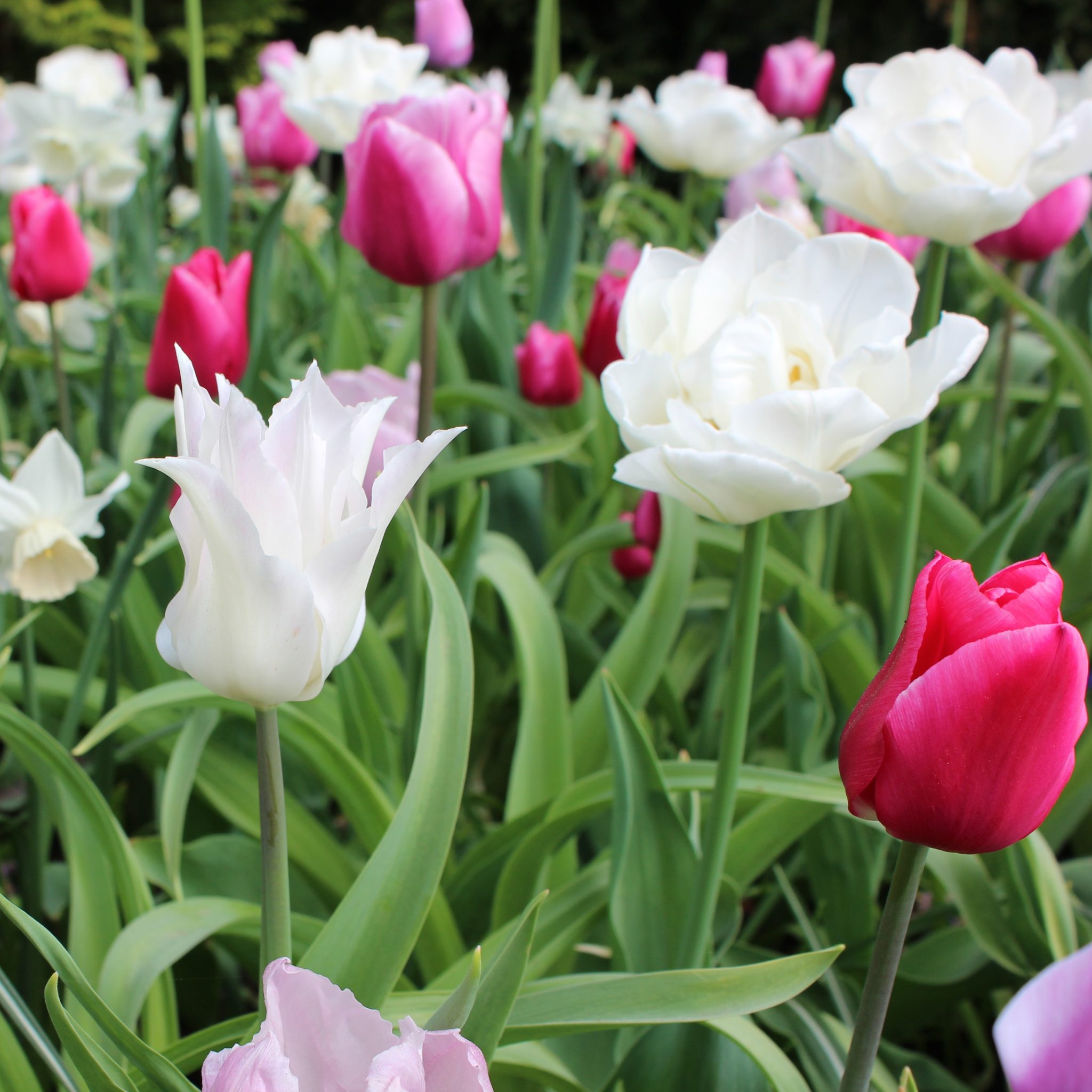 Tulip Groups Explained - Seed Pantry Blog