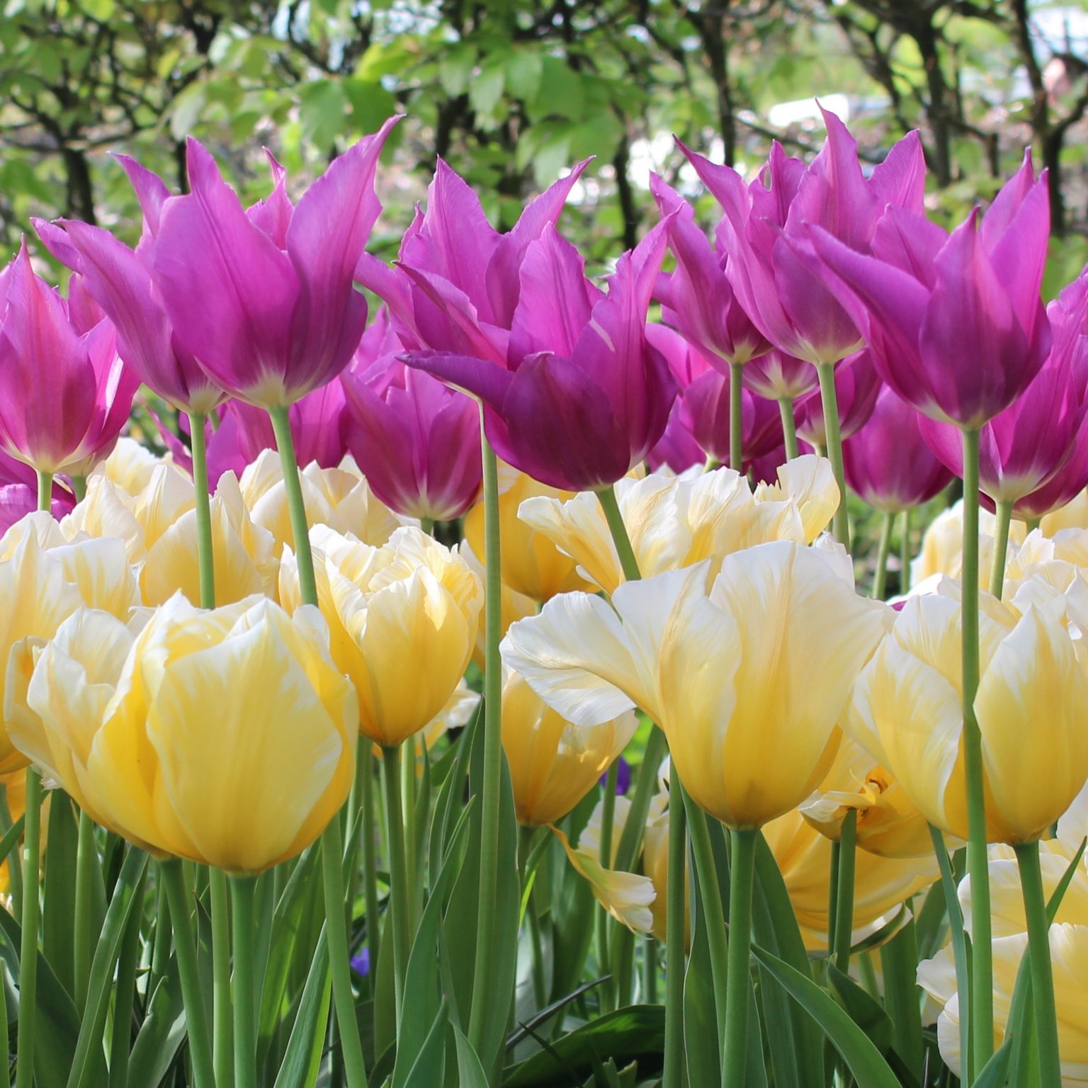 Tulip Groups Explained - Seed Pantry Blog