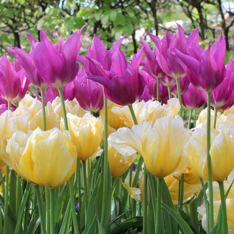 Tulip Groups Explained - Seed Pantry Blog