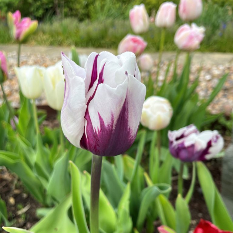 A Brief History of Tulip Mania: Broken Bulbs that Broke the Bank ...